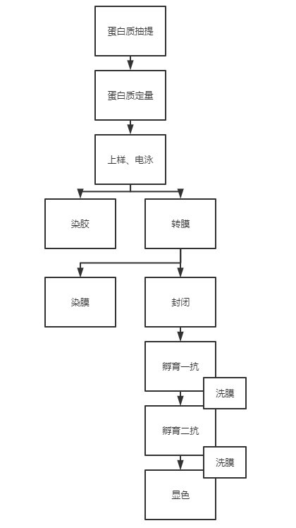 超强干货丨一文看懂WB、qPCR生物测试，内含常见问题（附答案）-测试狗·科研服务